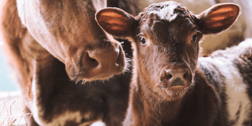 Everything you need to know about the gestation period for cows