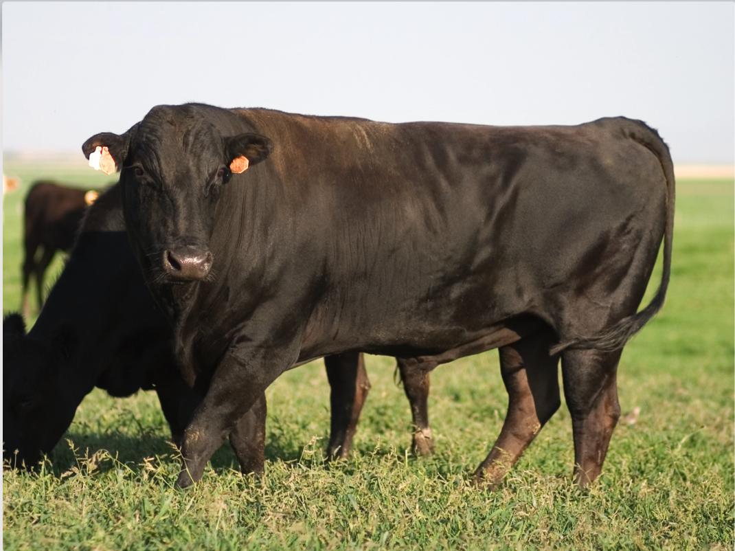 Breedr | Cattle Management Software