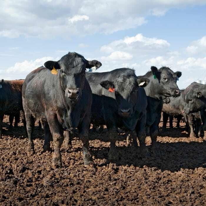 Breedr | Cattle Management Software